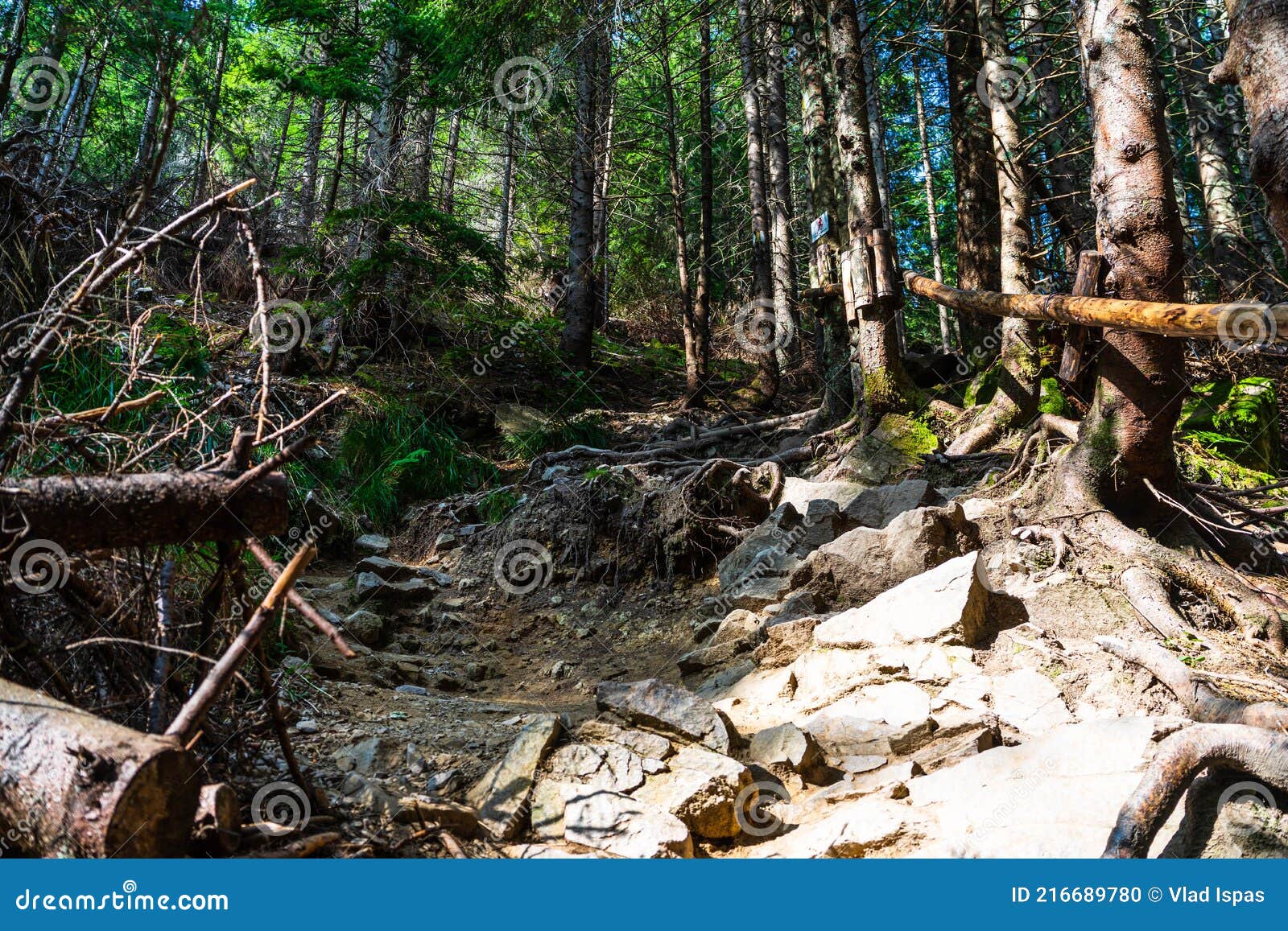 Hiking, View of Mountain Forest Trail. Sunlights Over a Difficult Trail ...