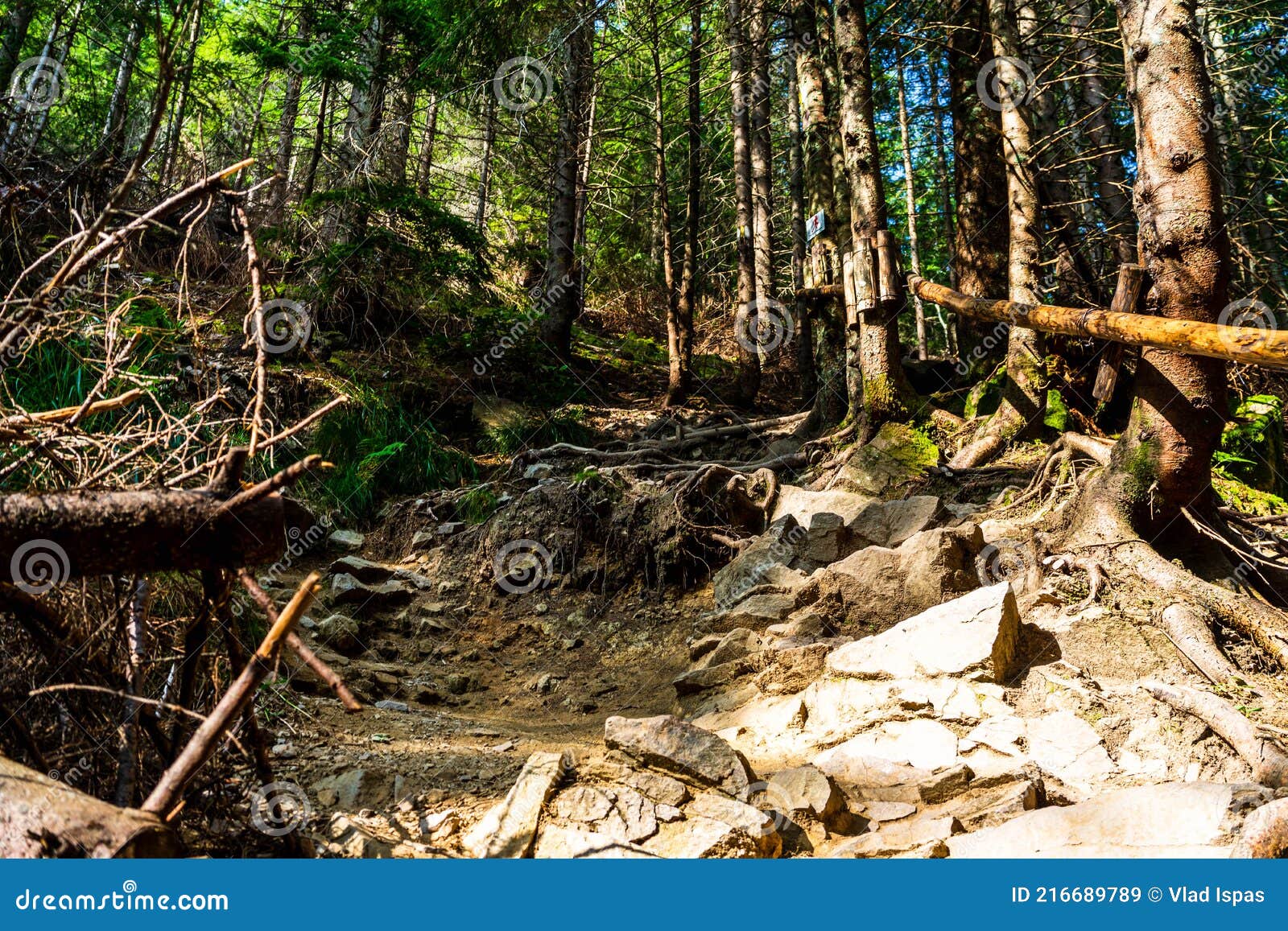 Hiking, View of Mountain Forest Trail. Sunlights Over a Difficult Trail ...