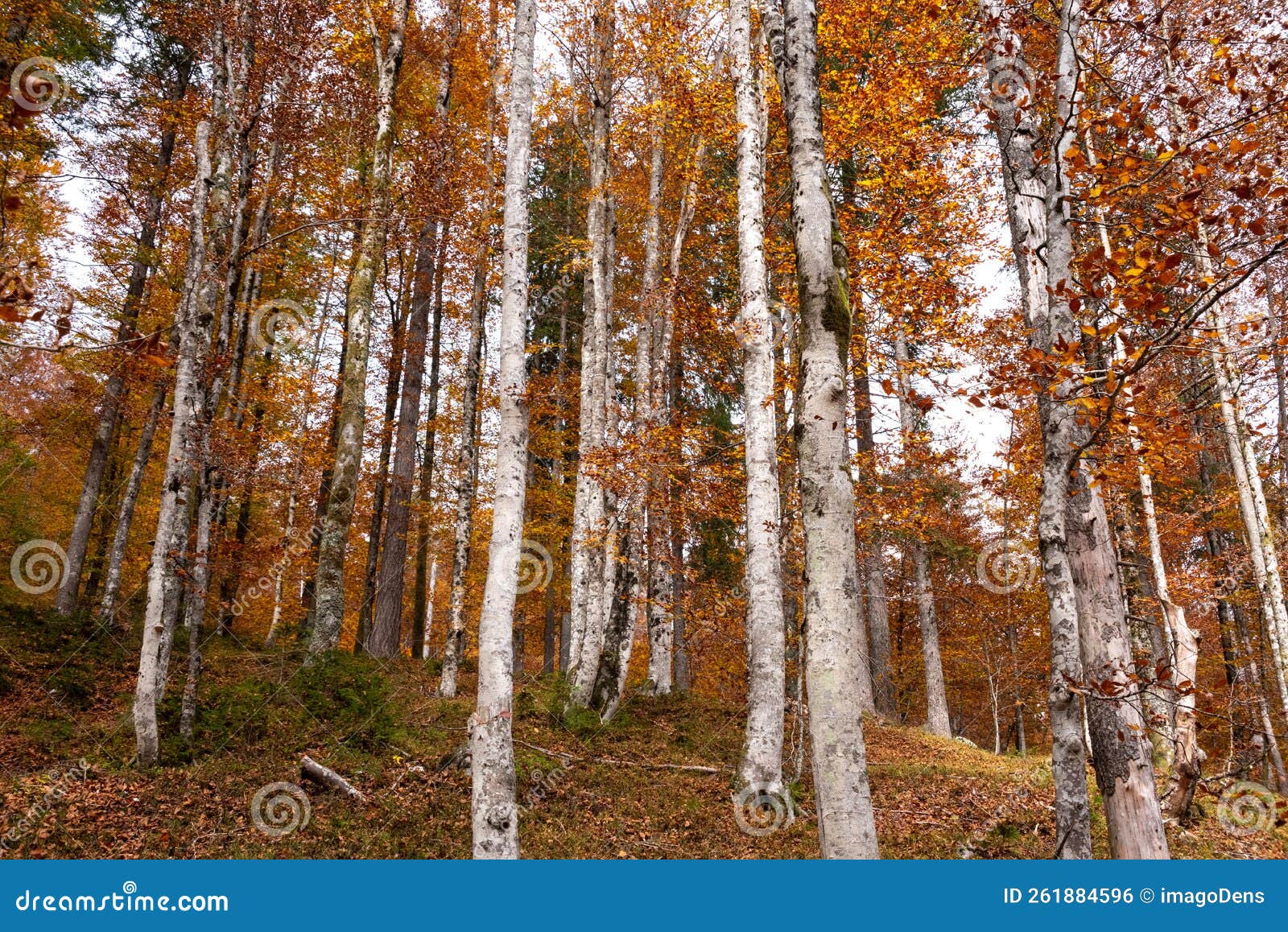 Hiking Through The Vrata Valley In Autumn Triglav National Park In