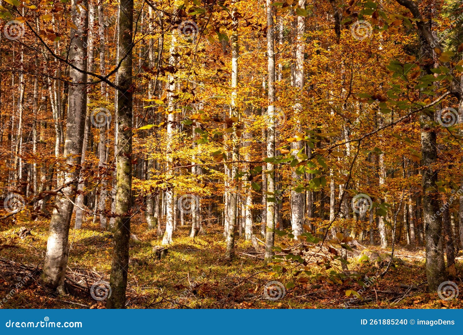 Hiking Through The Vrata Valley In Autumn Triglav National Park In