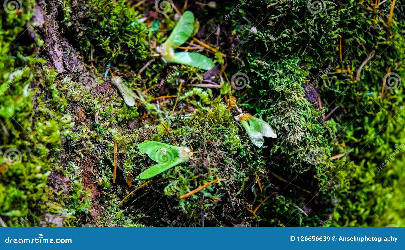Big Leaf Maple Seeds Resting on a Bed of Moss that Grows on a Tree ...