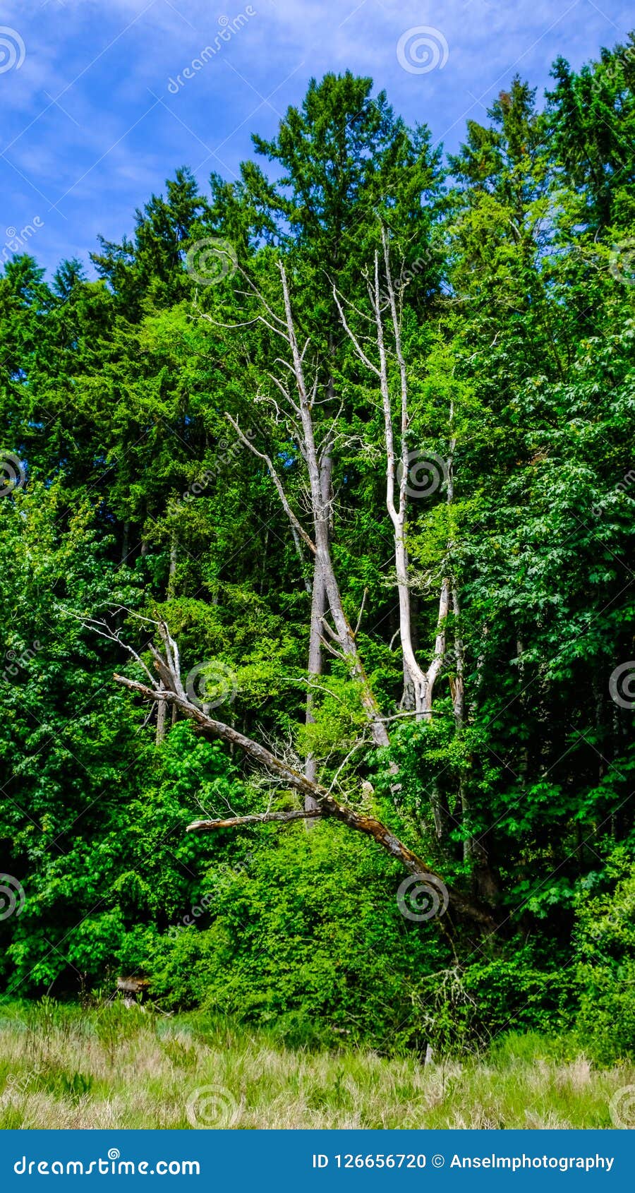Green Lush Forest Behind a Grass Meadow in Spring Time with a Dry and ...