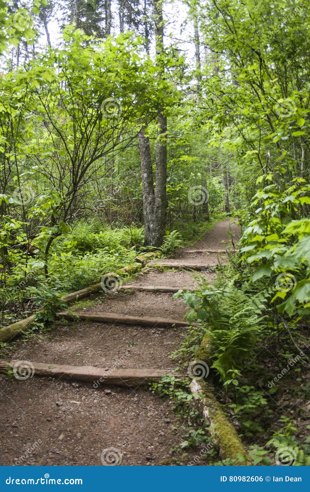 Hiking or Walking Path with Steps Stock Photo - Image of hiking, path ...