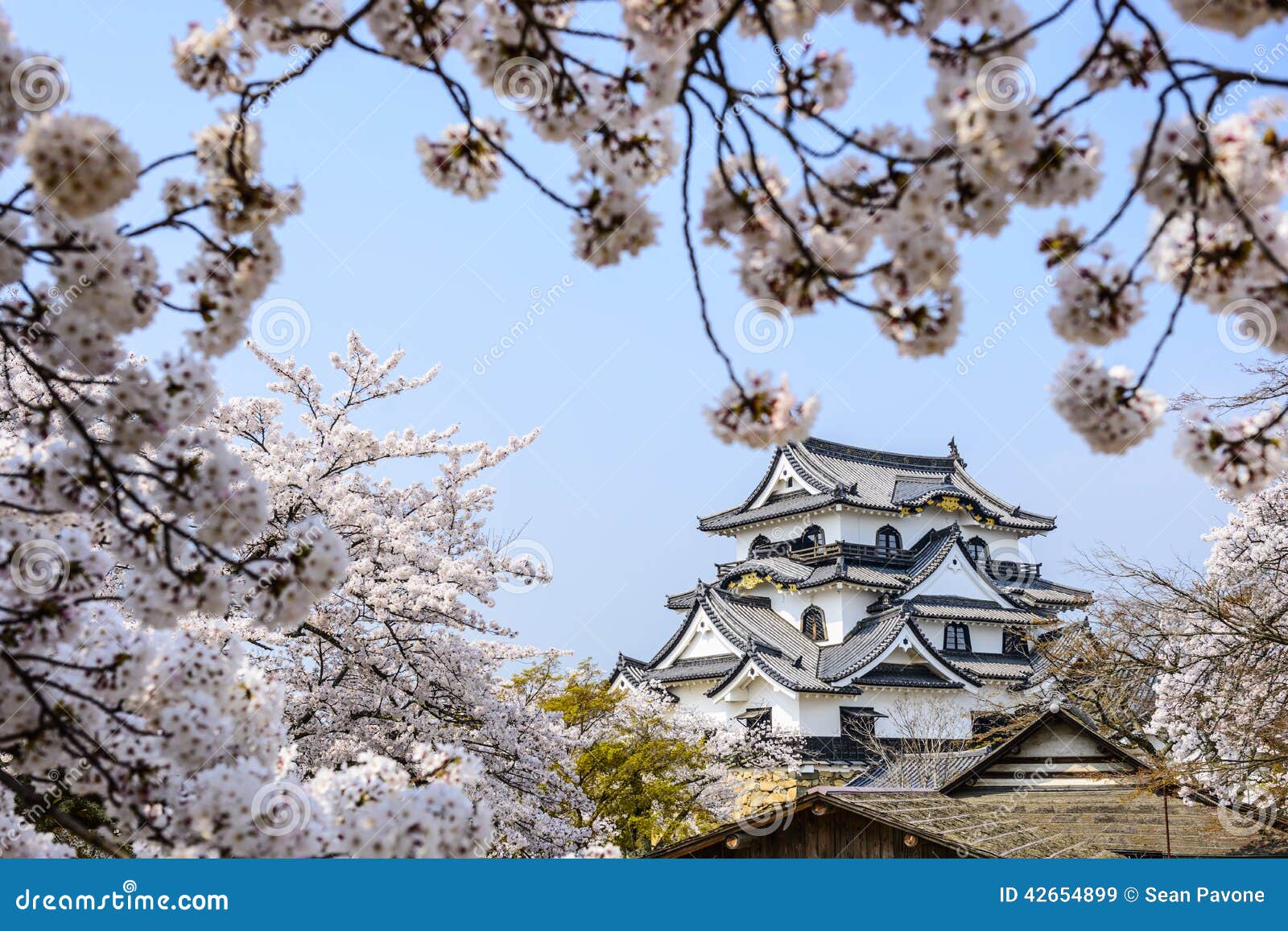 Hikone Castle stock image. Image of cherry, travel, asian - 42654899