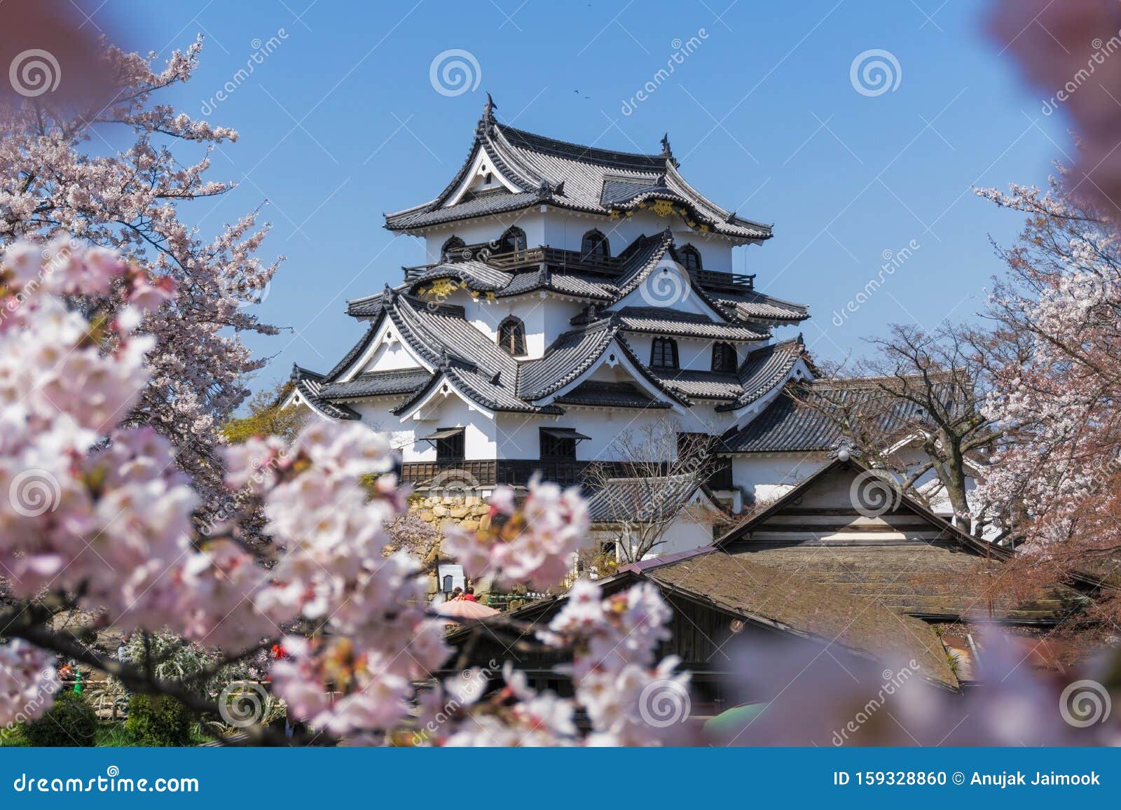 Hikone Castle with Sakura Blooming Season Editorial Image - Image of ...