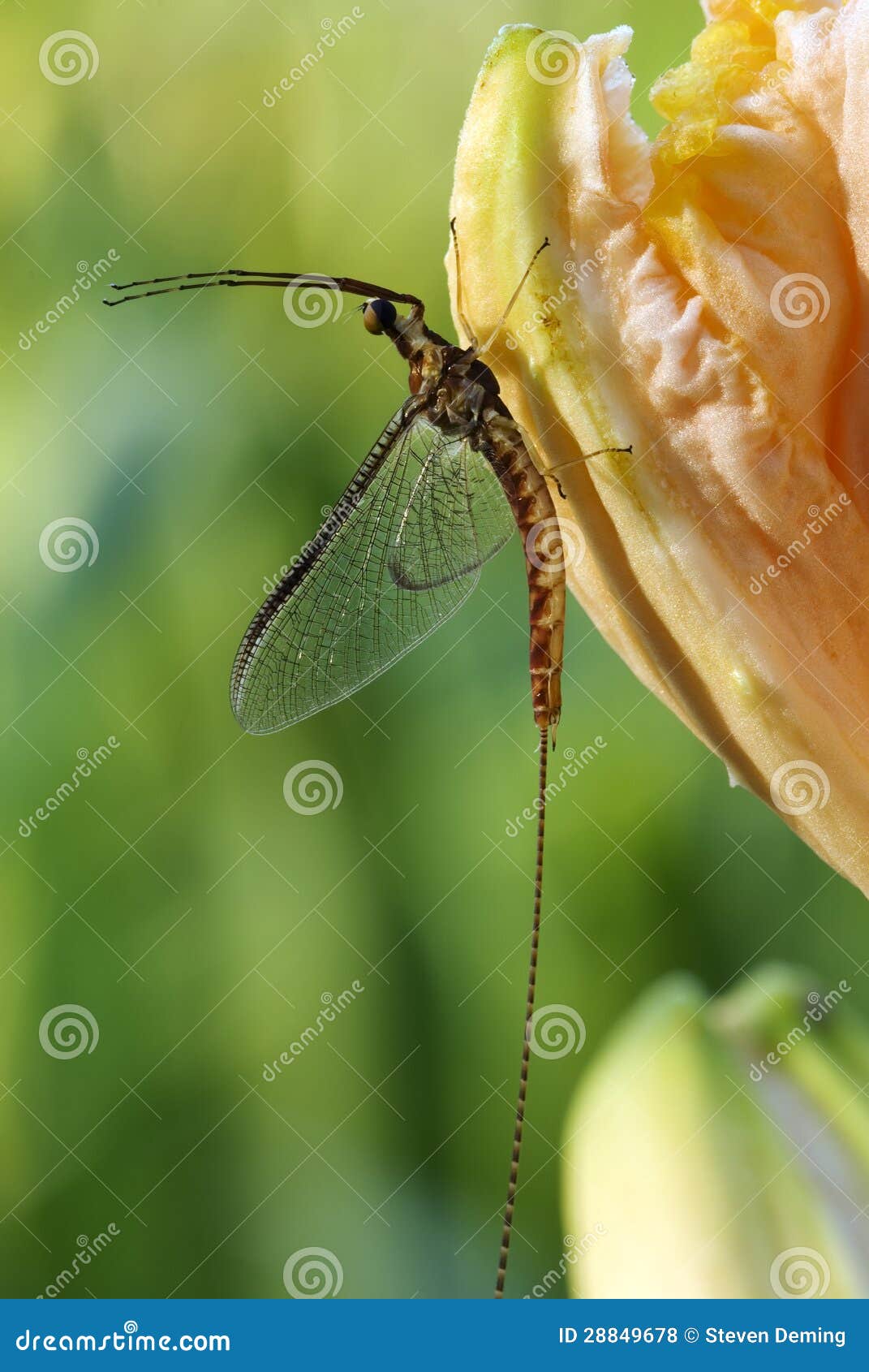 Hilandero De La Efímera De Michigan Foto de archivo - Imagen de ...