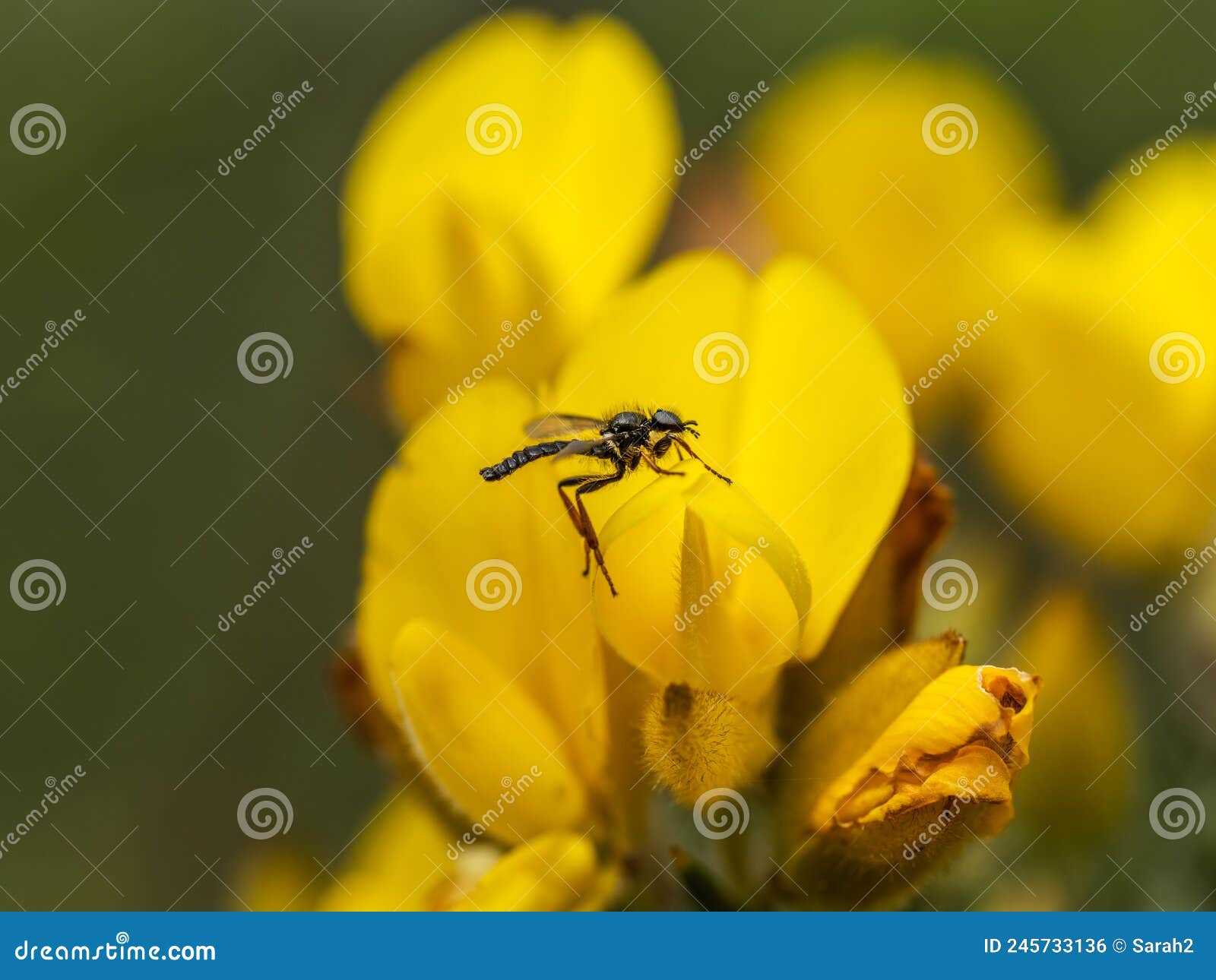 Hilara Sp. Fly on Gorse Flower. Stock Photo - Image of macro, closeup ...