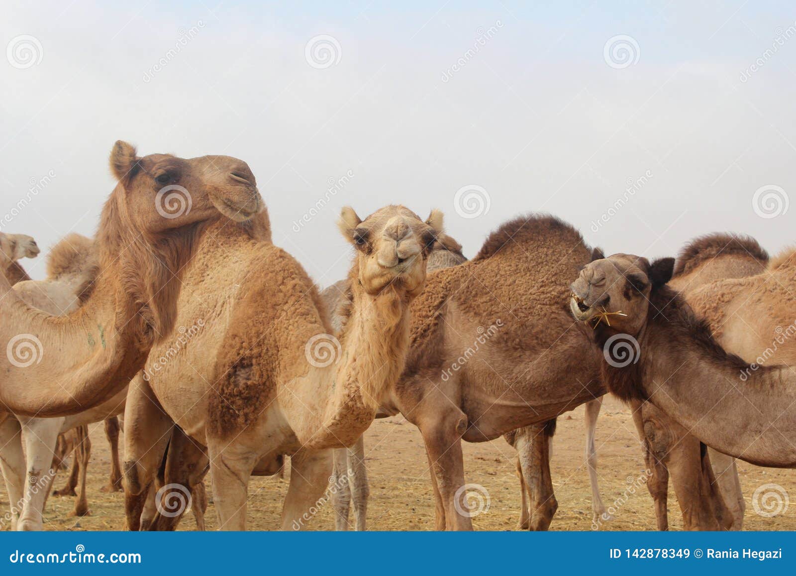Hilarious Camel group stock image. Image of landscape - 142878349