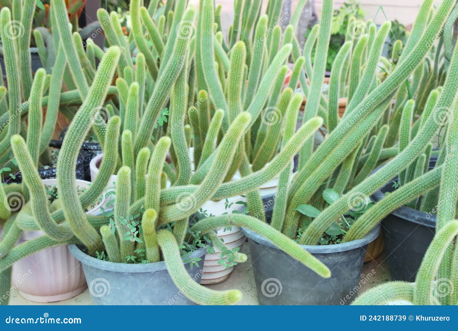Hildewintera Colademononis in Pot Stock Image - Image of beautiful ...