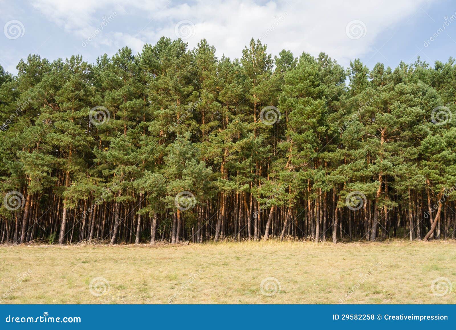 Hilera de árboles foto de archivo. Imagen de escena, exterior - 29582258