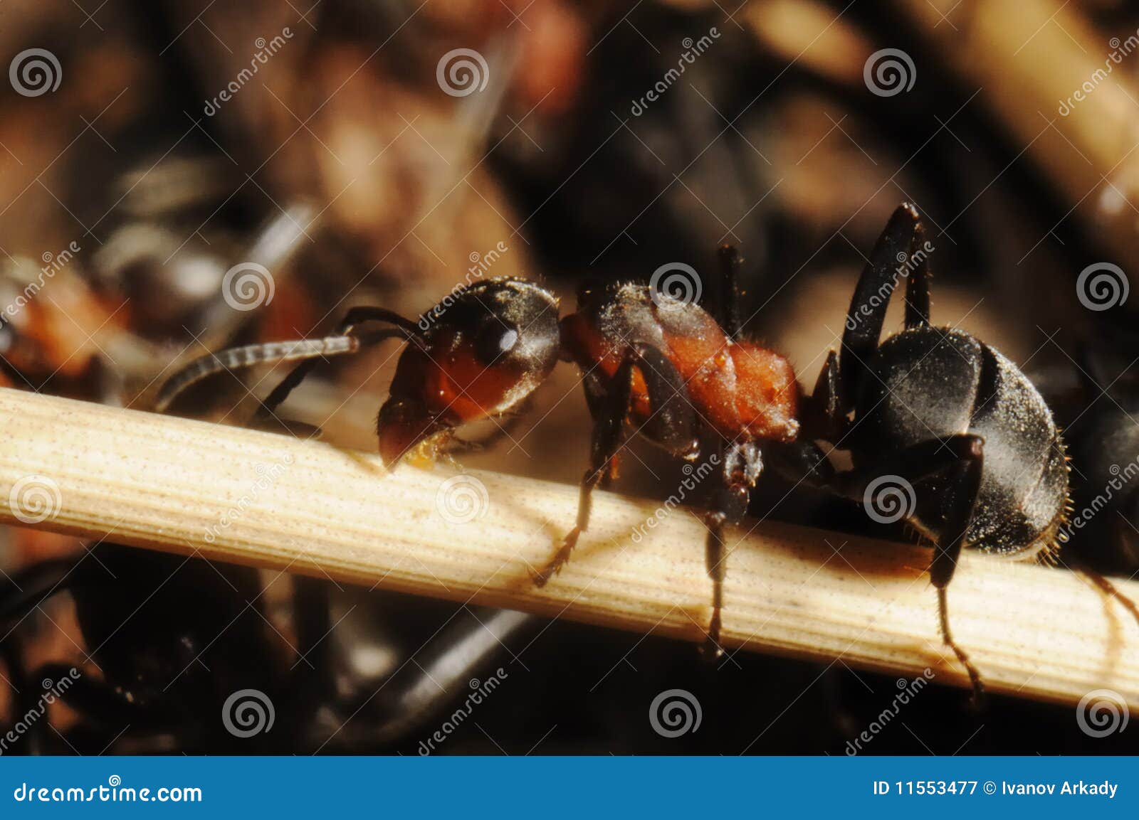 Hill ant (Formica rufa) stock image. Image of worker - 11553477