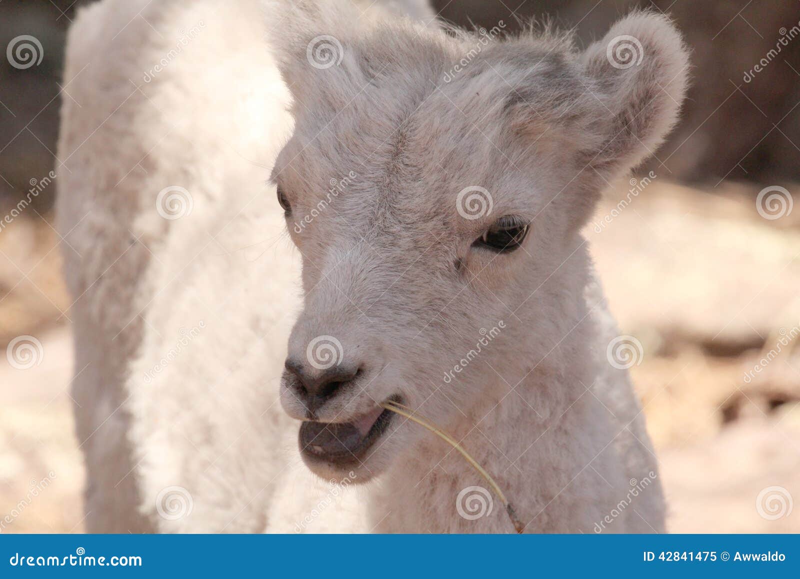 Hill Billy Dal Sheep stock image. Image of hill, needles - 42841475