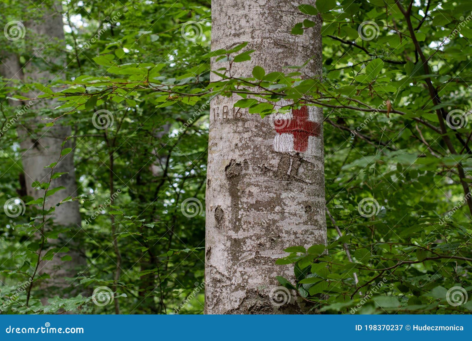 Hill Climbing Route Symbol Painted on a Tree in Forest Stock Image ...