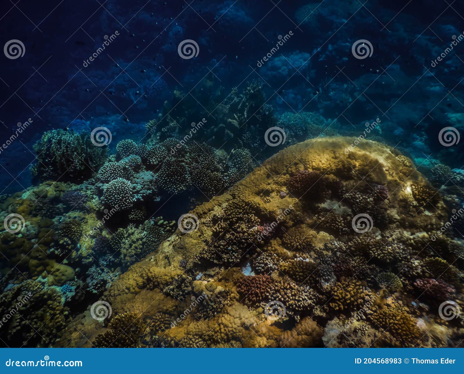 Hill with Corals in Deep Blue Water in the Sea Stock Image - Image of ...