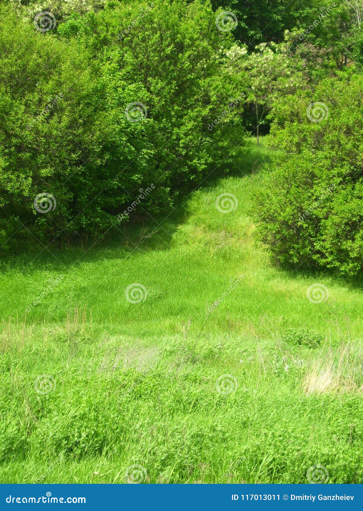 Path between trees stock image. Image of green, tree - 117013011