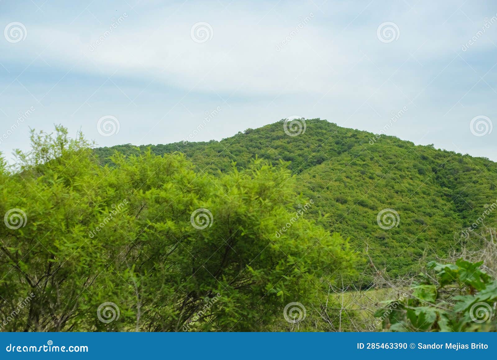 Hill Covered with Vegetation with Clear Sky. Summer Background Stock ...