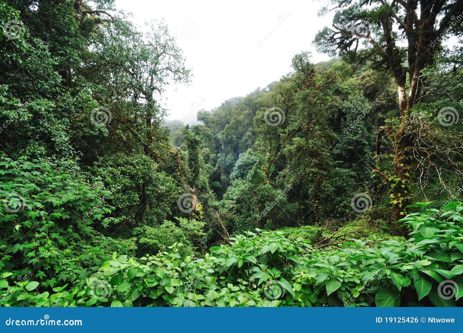 Hill Evergreen Forest stock photo. Image of outdoor, outdoors - 19125426