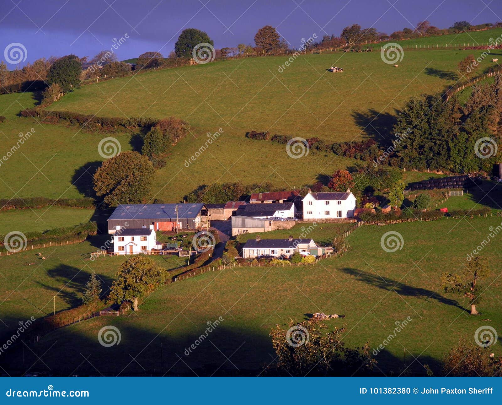Hill farm, early morning stock photo. Image of livestock - 101382380
