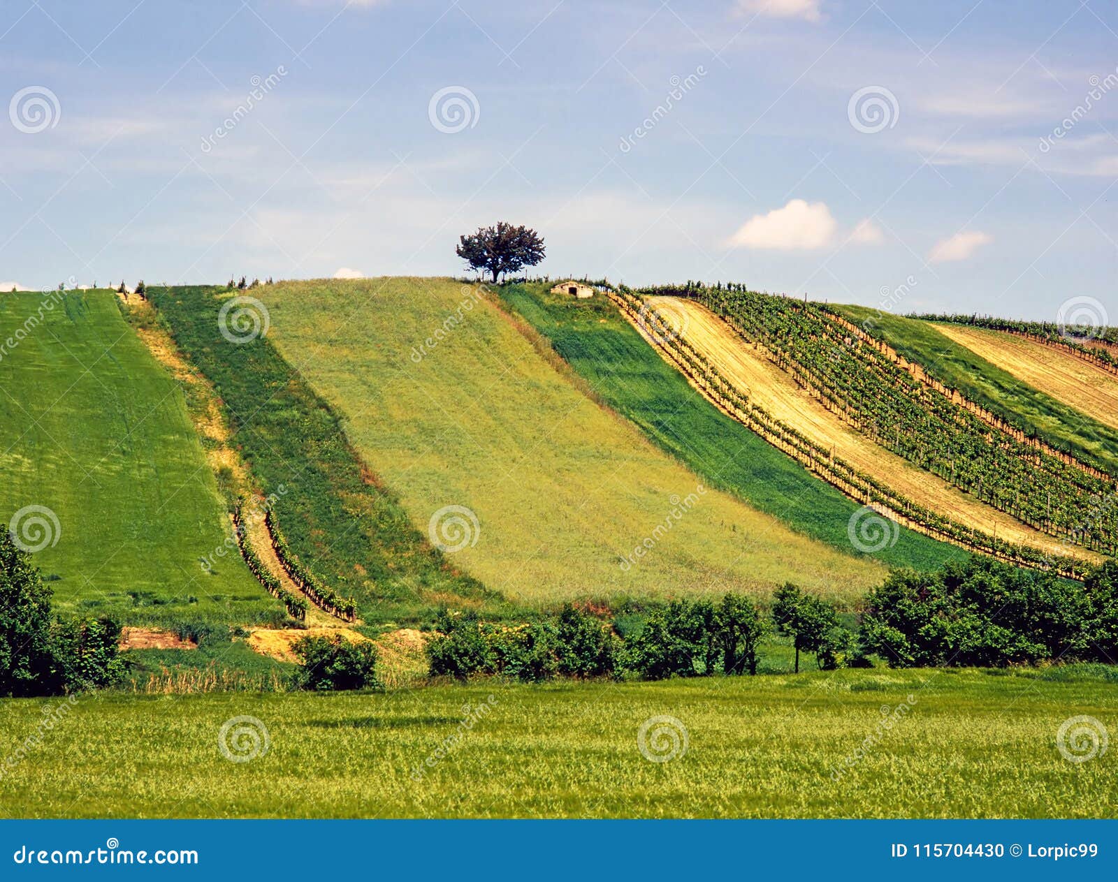Hill with Fields of Grapevine and Grain Stock Photo - Image of ...