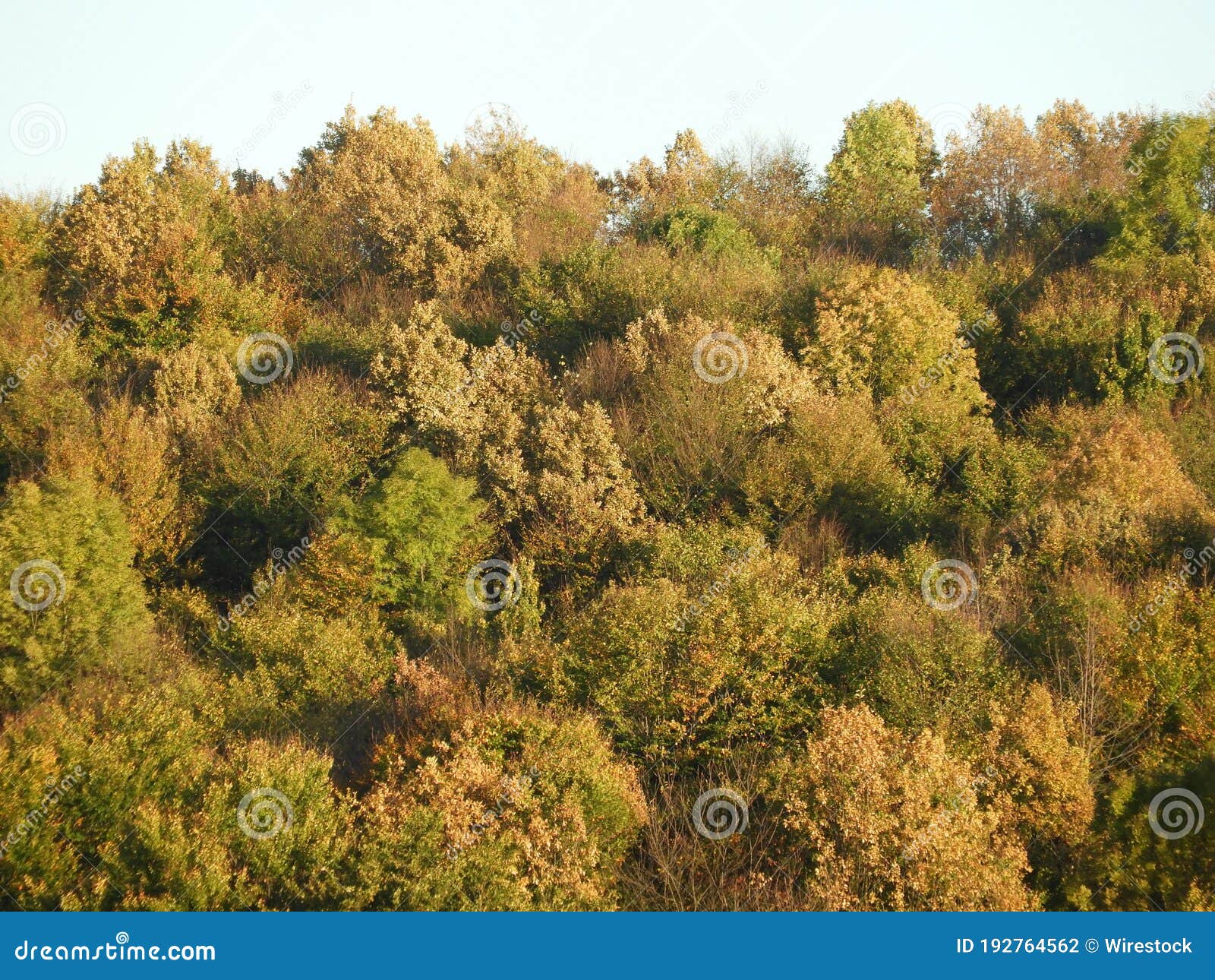 Hill Filled with Green Bushes, Plants, and Trees during Daylight Stock ...