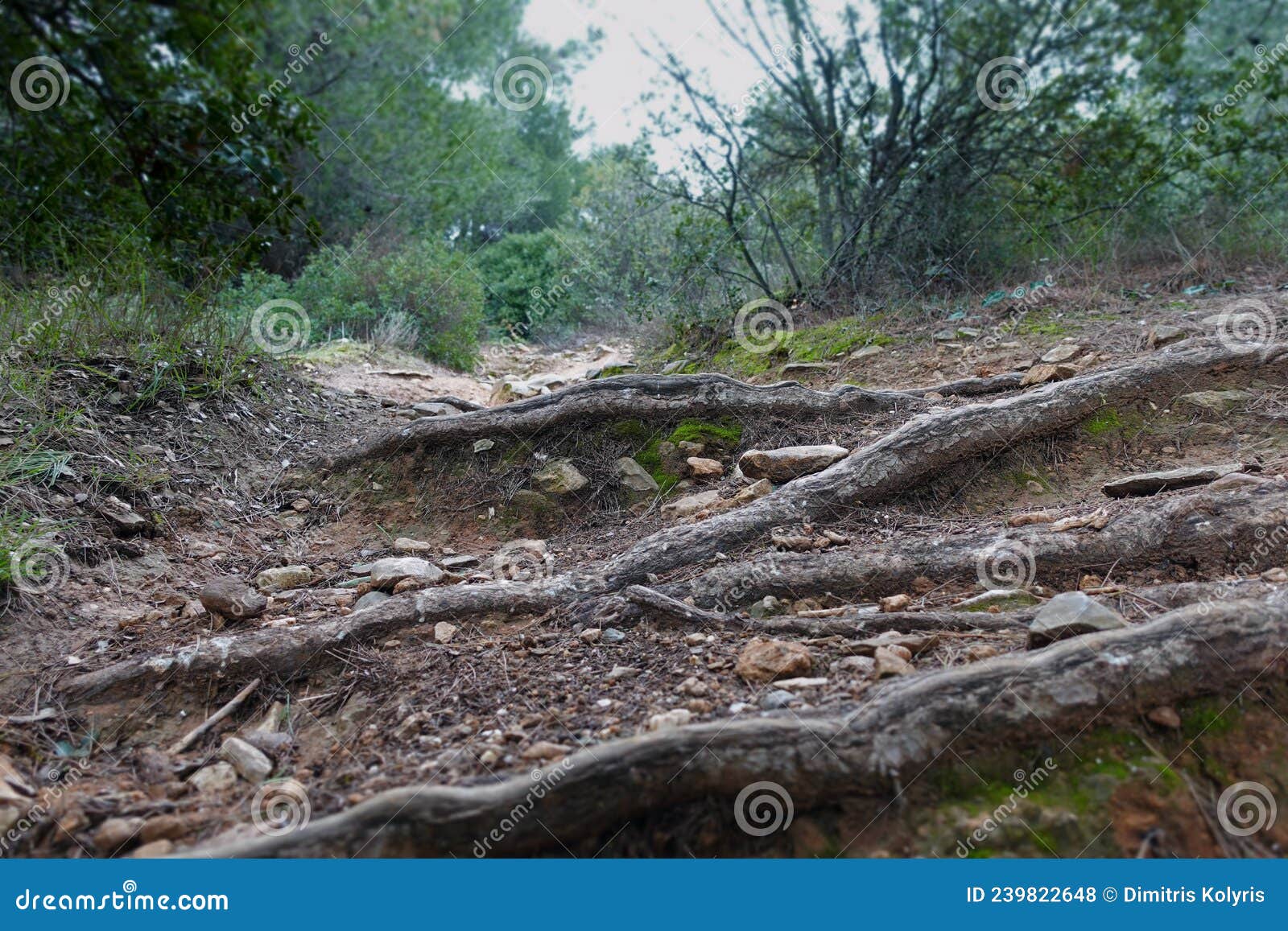 Hill footpath tree roots stock photo. Image of eroded - 239822648