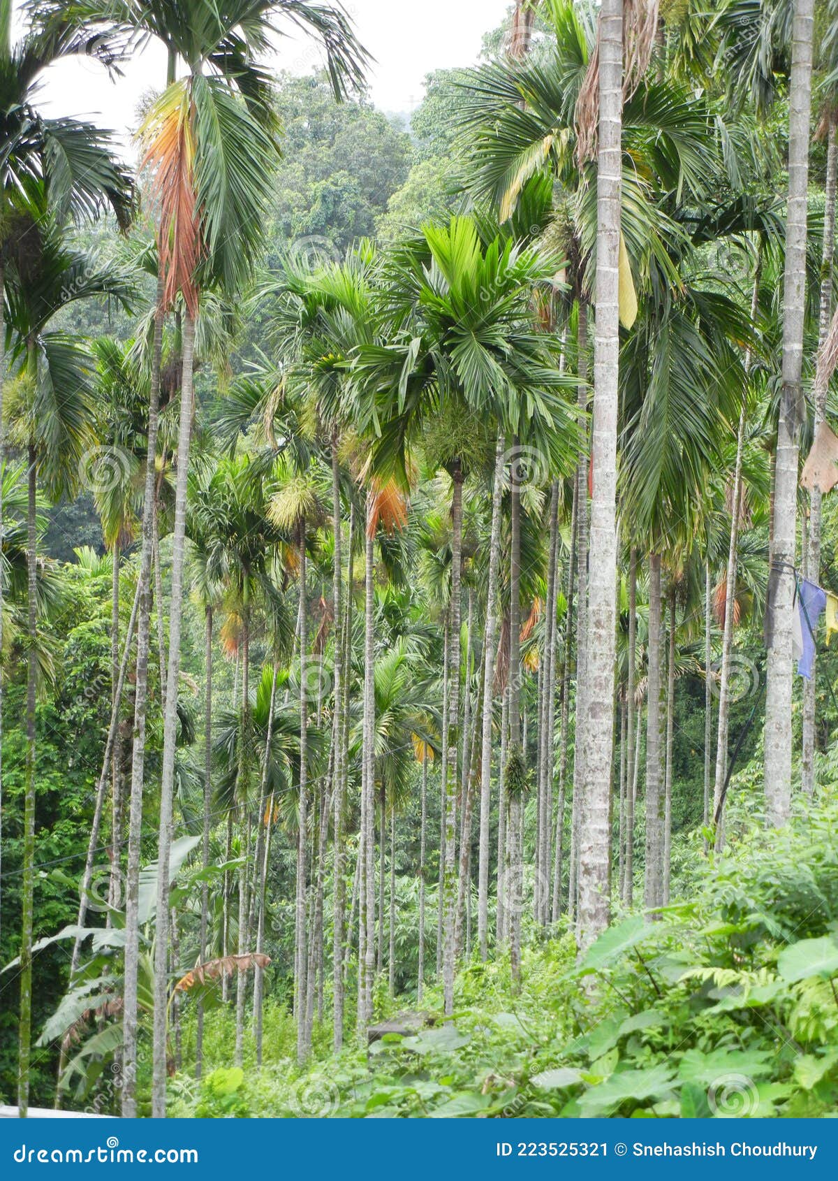 A hill forest area stock image. Image of forest, vegetation - 223525321