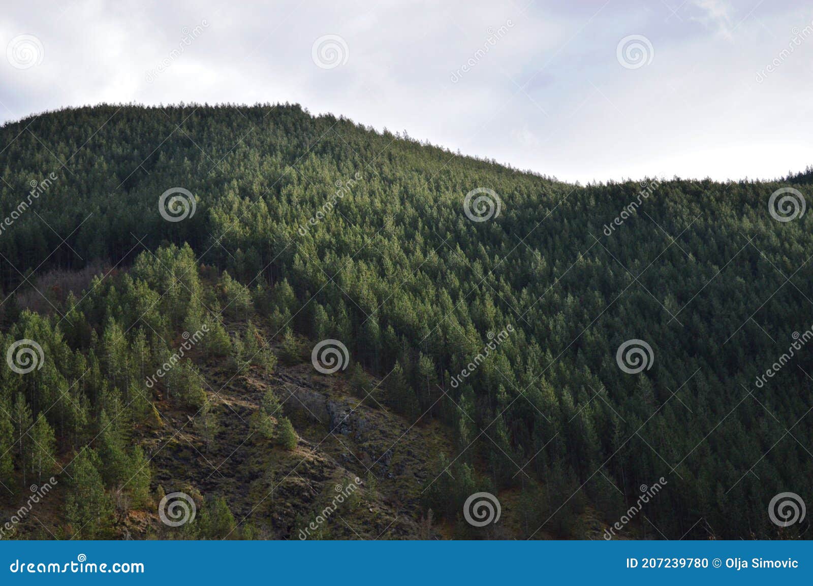 Hill with a Forest of Fir Trees Stock Photo - Image of winter ...
