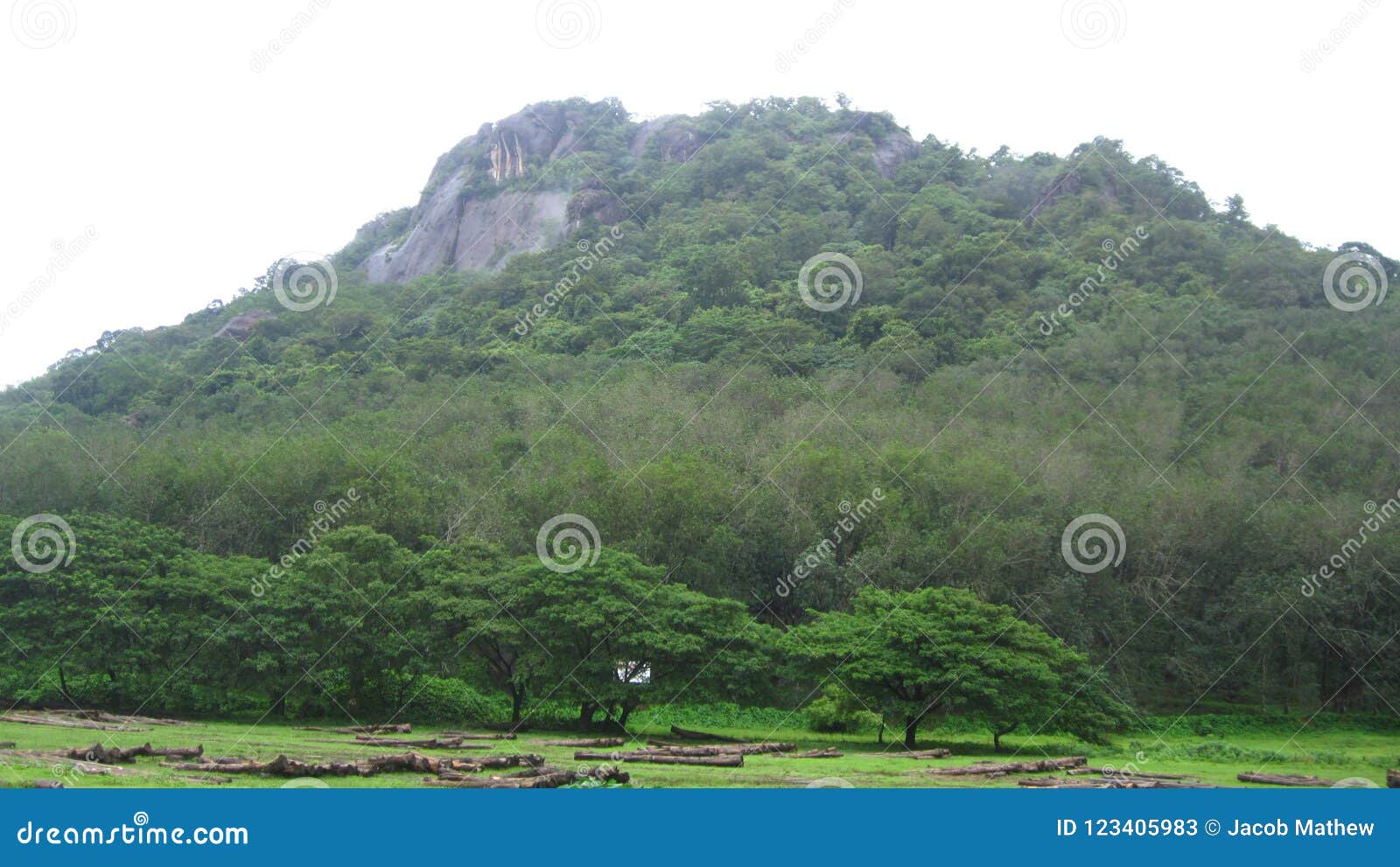 Hill and forest two in one stock image. Image of holiday - 123405983