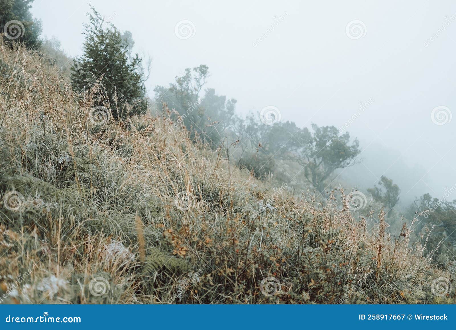 Hill Full of Dry Grass in a Cold and Foggy Weather Stock Image - Image ...