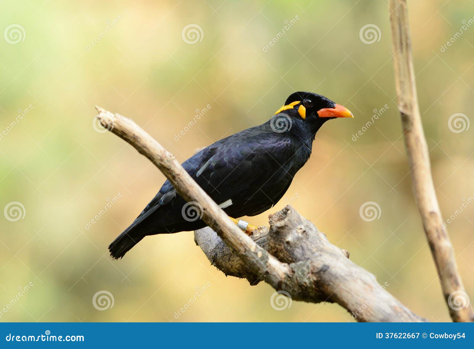 Hill Myna (Gracula Religiosa) Stock Image - Image of animal ...