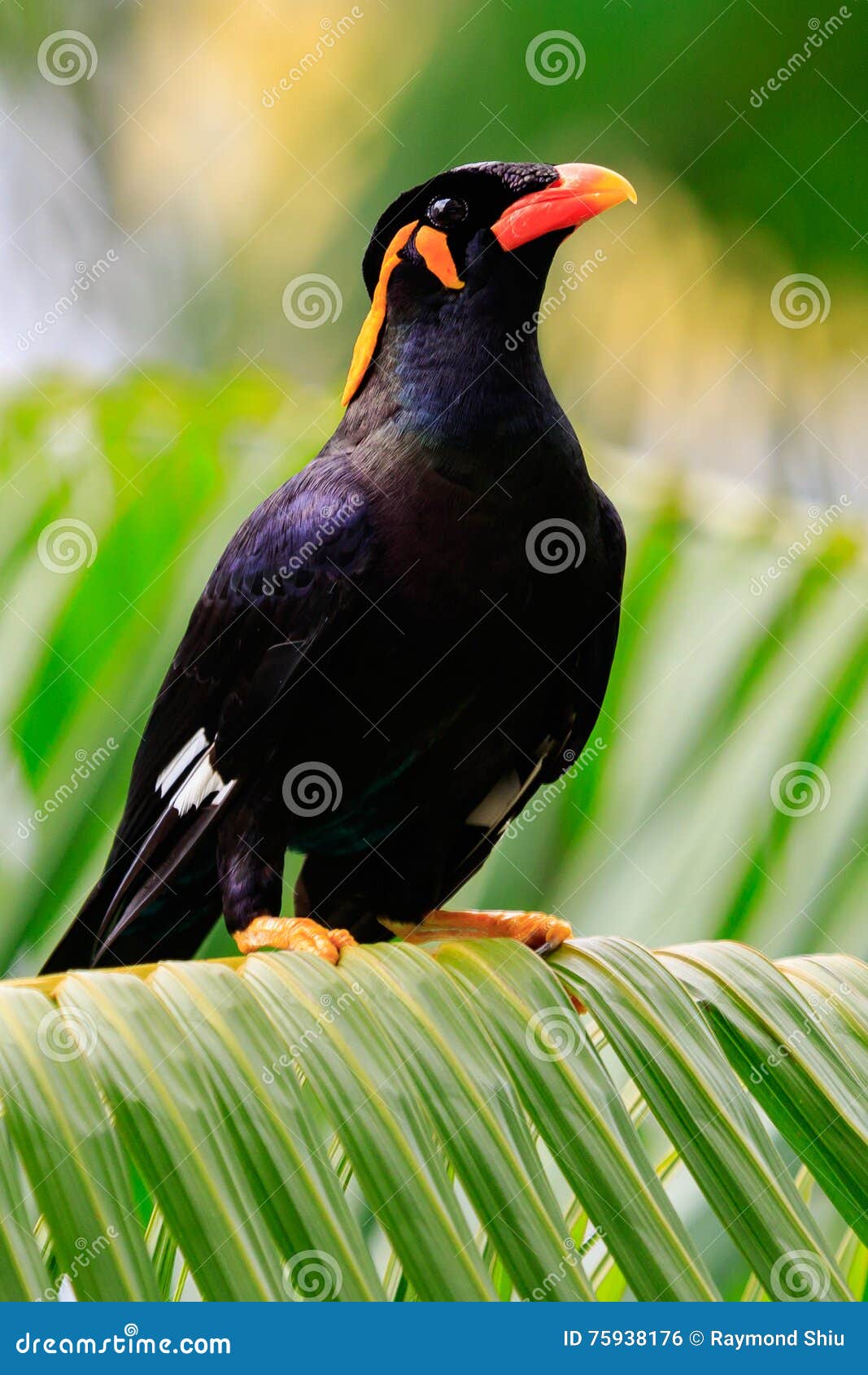 Hill Mynah stock photo. Image of bird, beak, black, orange - 75938176