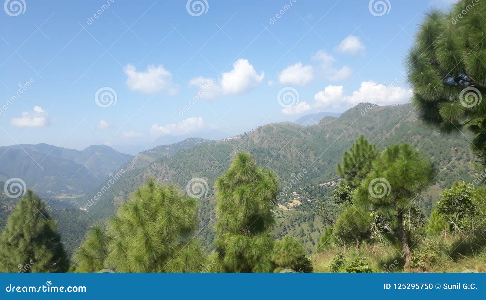 Sal Tree at hills of Nepal stock photo. Image of hills - 125295750