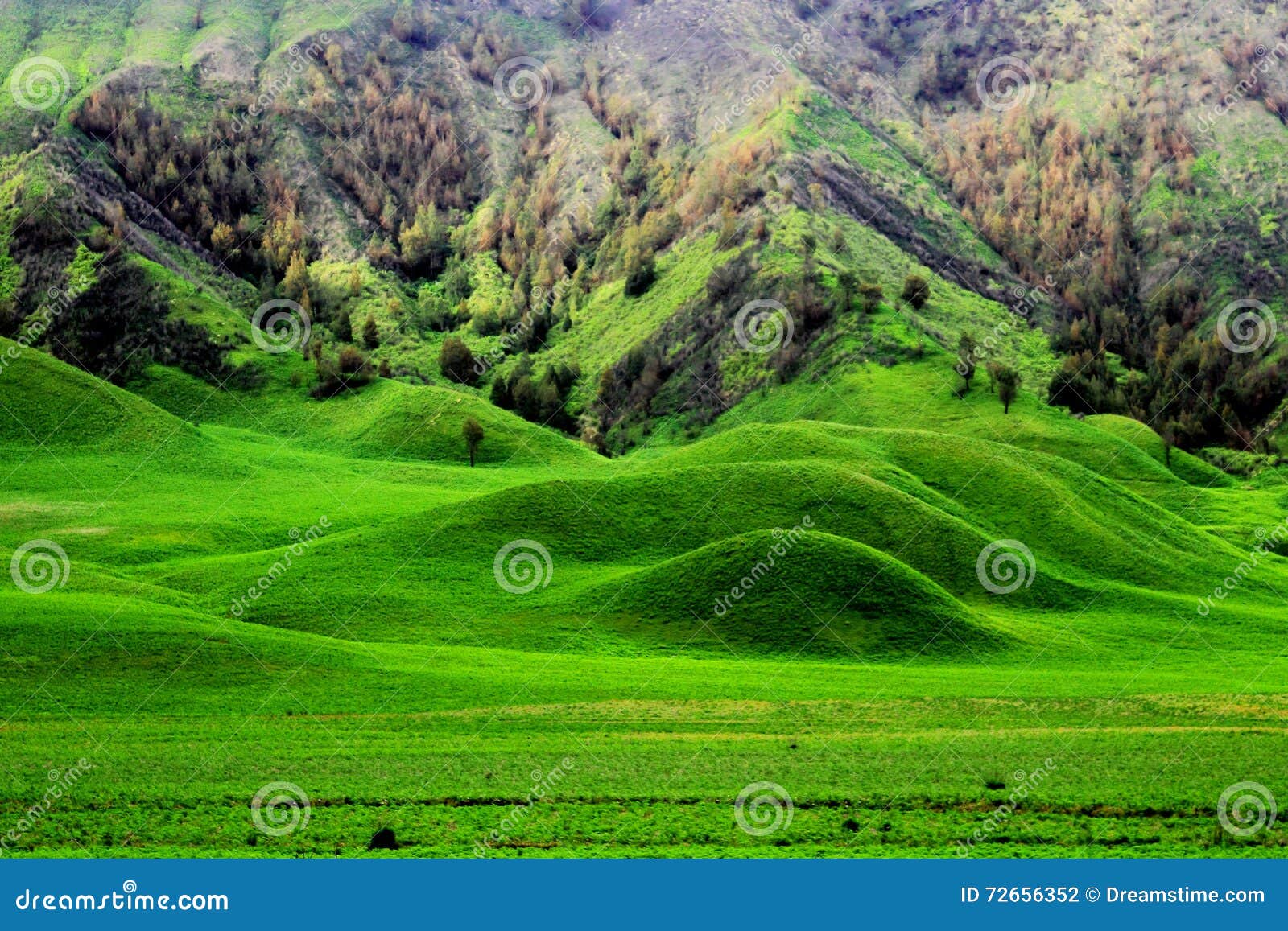 The Hill stock photo. Image of indonesia, bromo, nature - 72656352