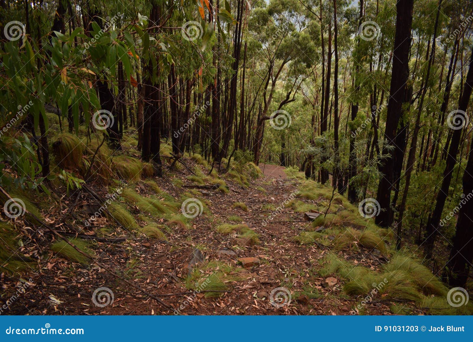 Hill path stock image. Image of trees, looking, path - 91031203