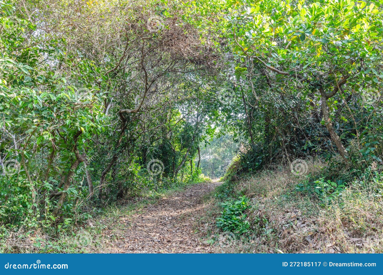 Hill pathway stock image. Image of green, muddy, mountain - 272185117