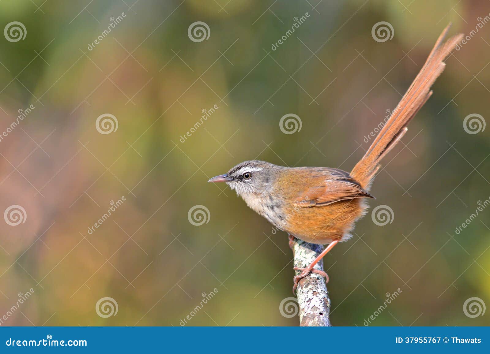 Hill Prinia bird stock image. Image of side, view, hill - 37955767