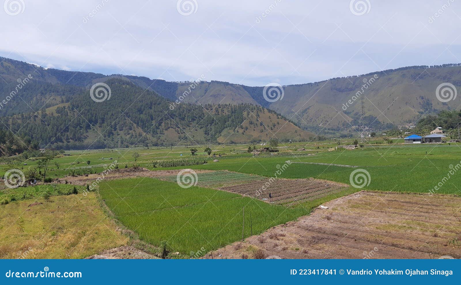 Hill, Rice Field, View, Fresh Air Stock Image - Image of field, hill ...