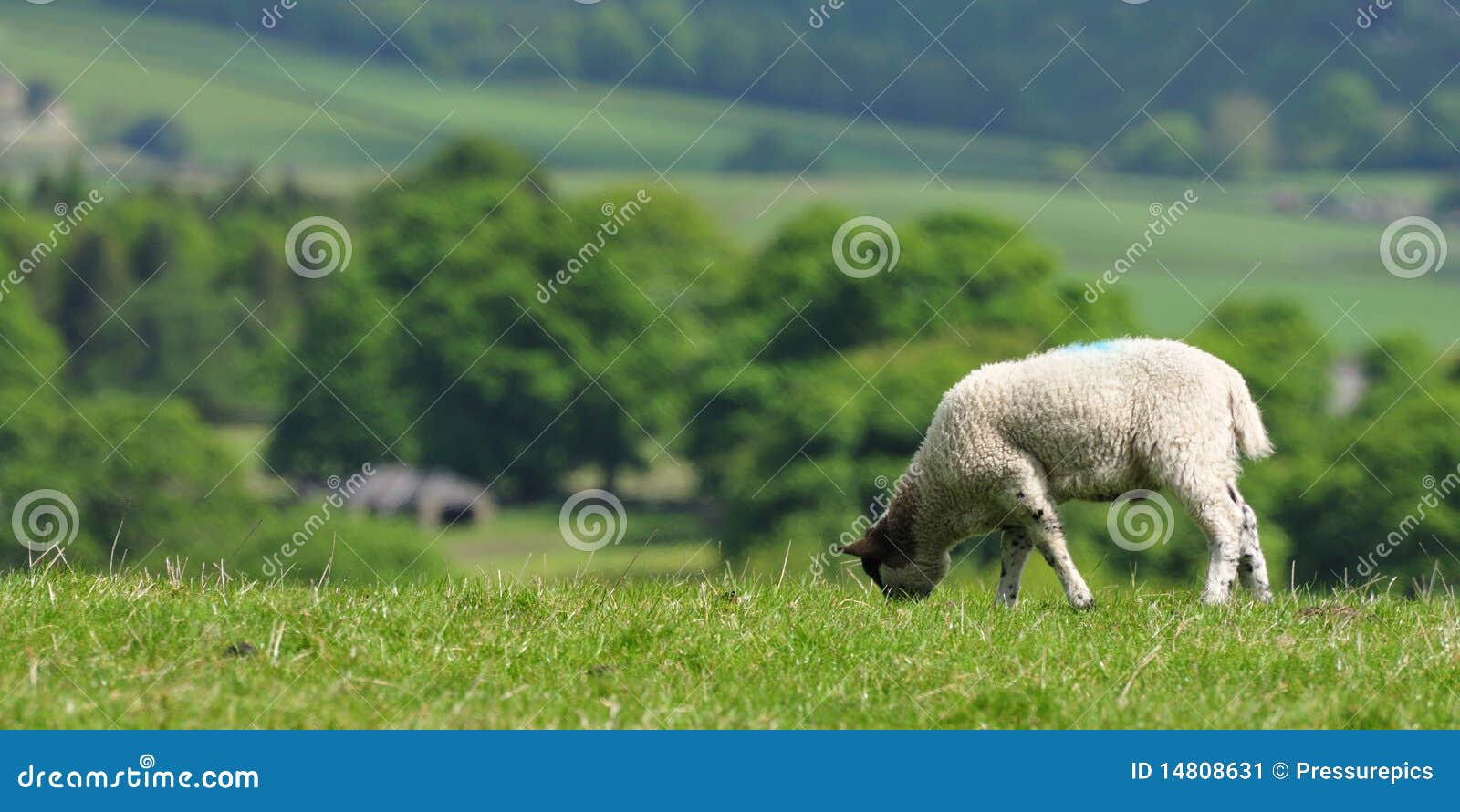 Hill top lamb stock image. Image of hills, eating, farming - 14808631