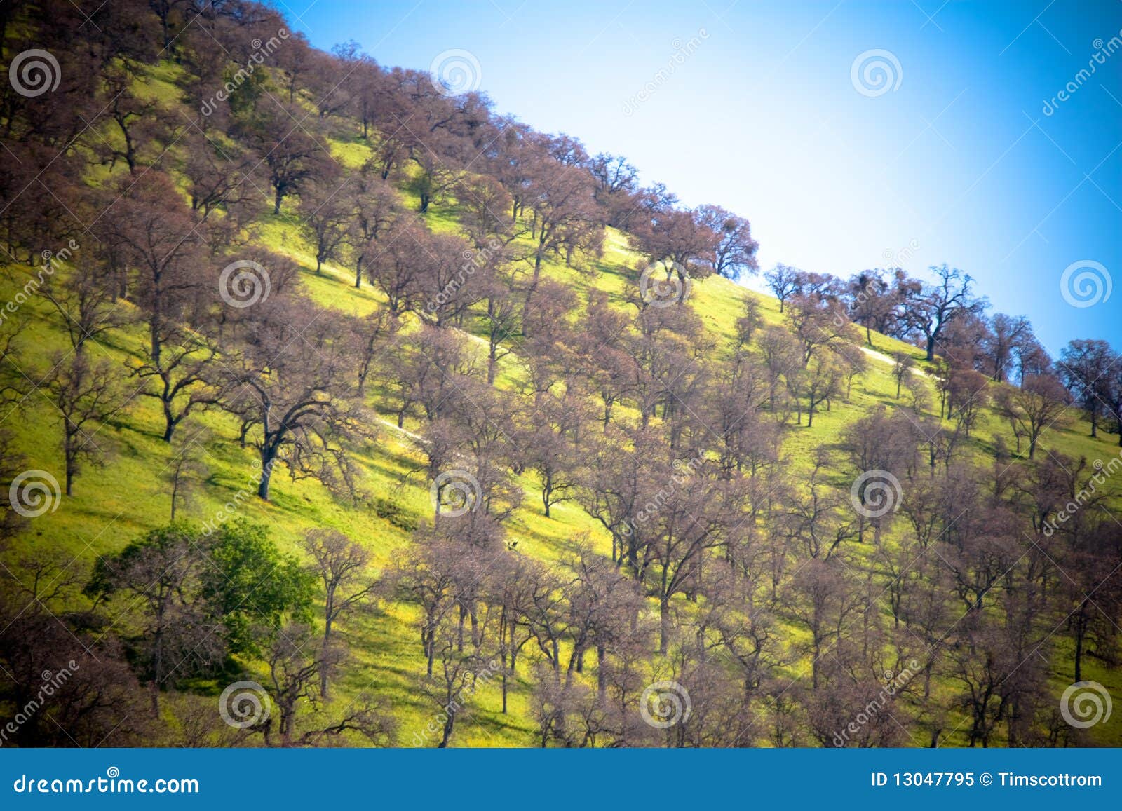Hill and trees stock image. Image of beautiful, grove - 13047795