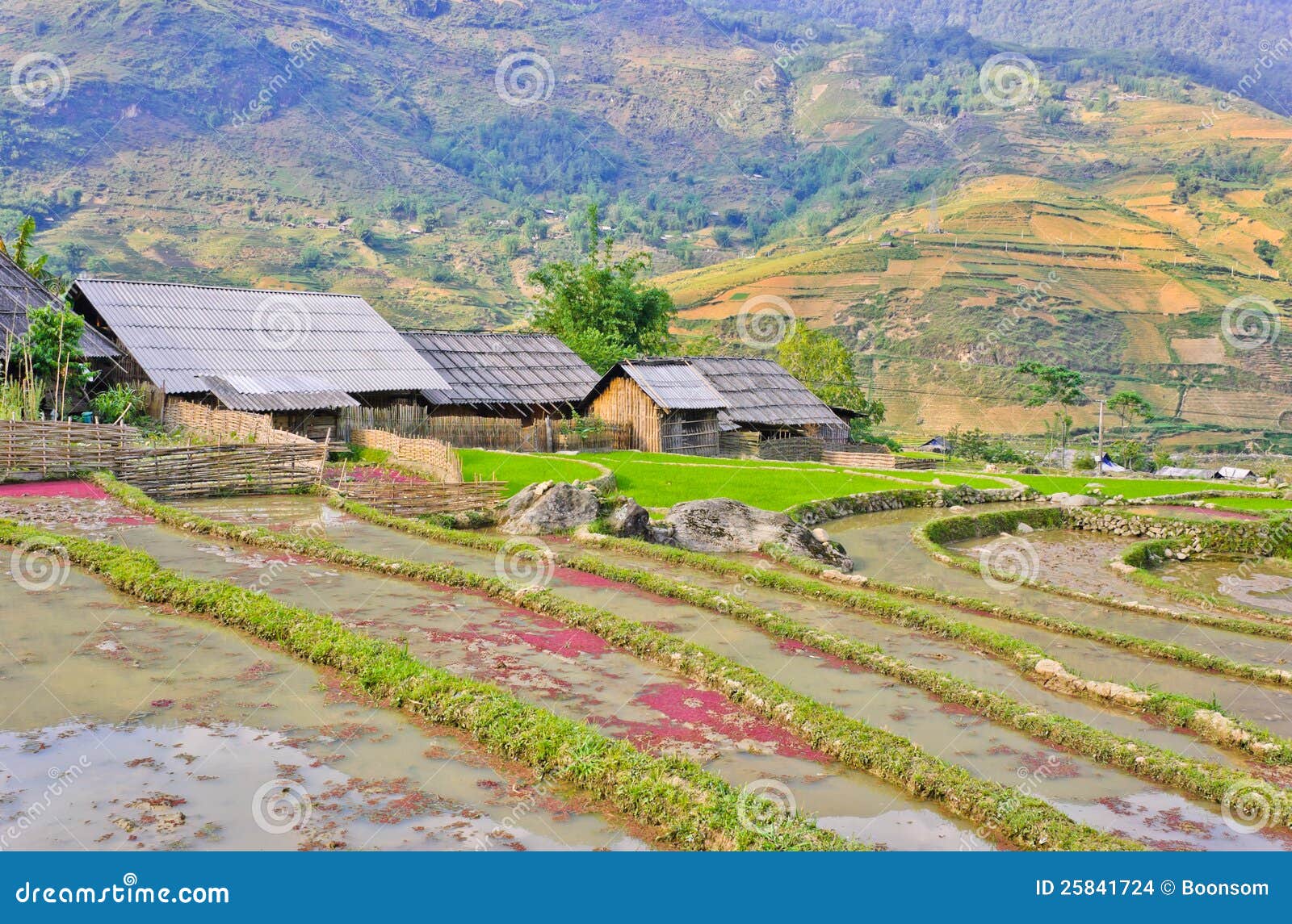 Hill tribe of rice crops stock photo. Image of nature - 25841724