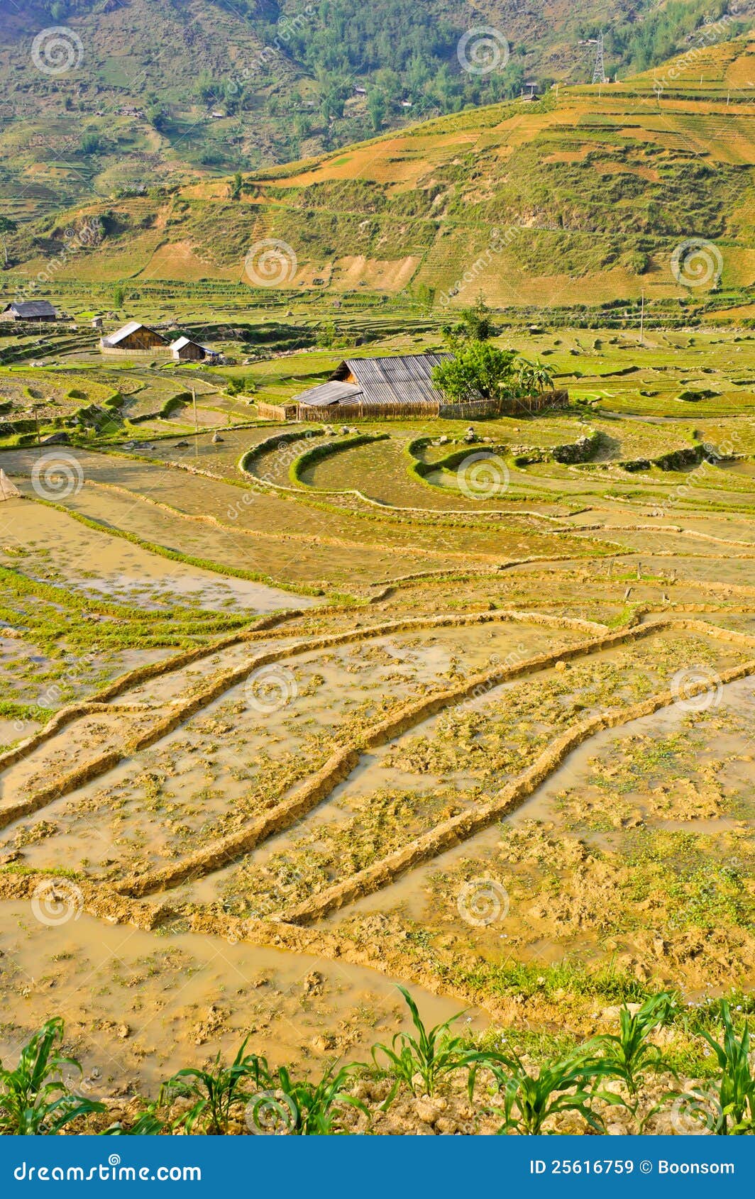 Hill Tribe Rice Crops in Sapa Stock Image - Image of environment, rice ...