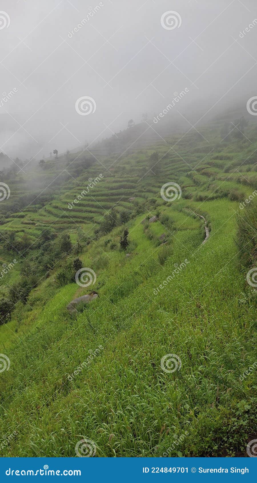 Hill view after rain stock image. Image of water, flower - 224849701