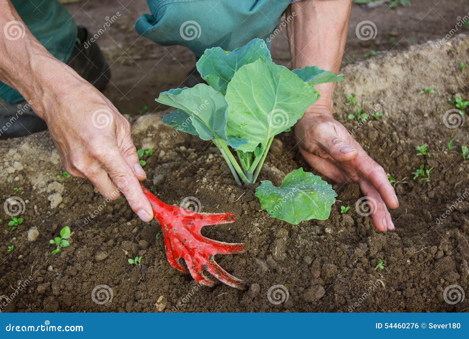 Hilling Cabbage Seedlings in the Garden Stock Photo - Image of cabbage ...