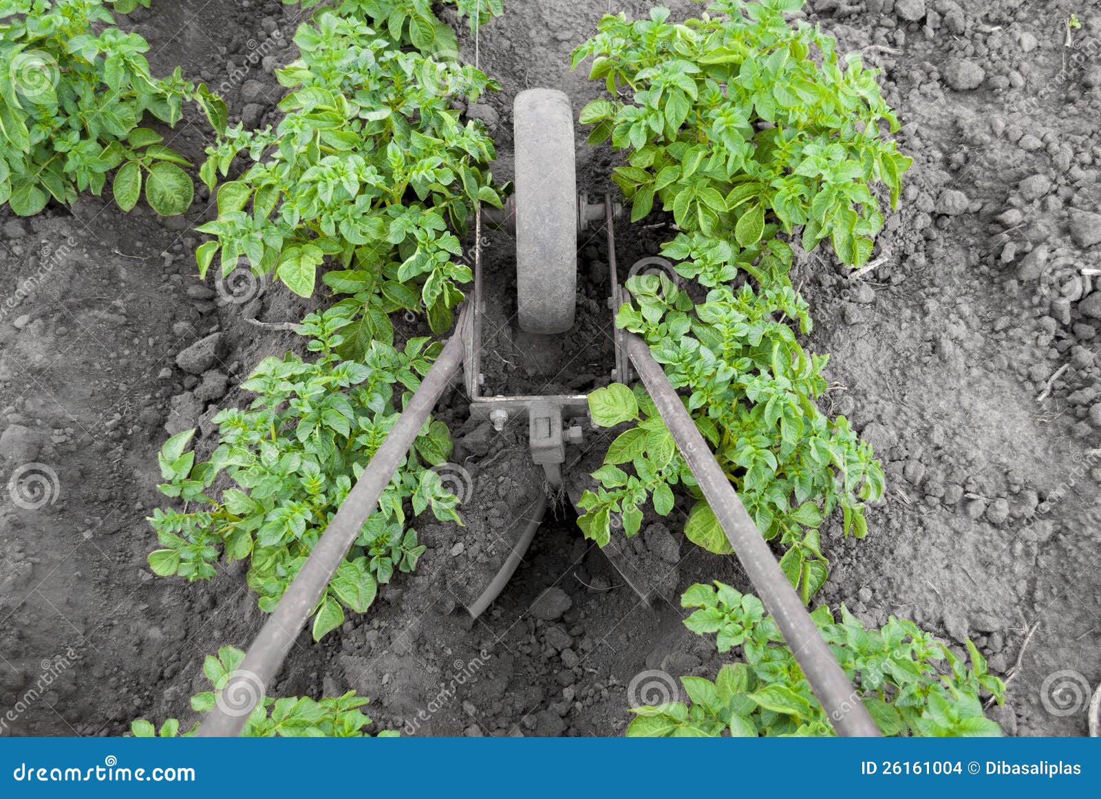 Hilling potatoes stock photo. Image of plow, weeding - 26161004