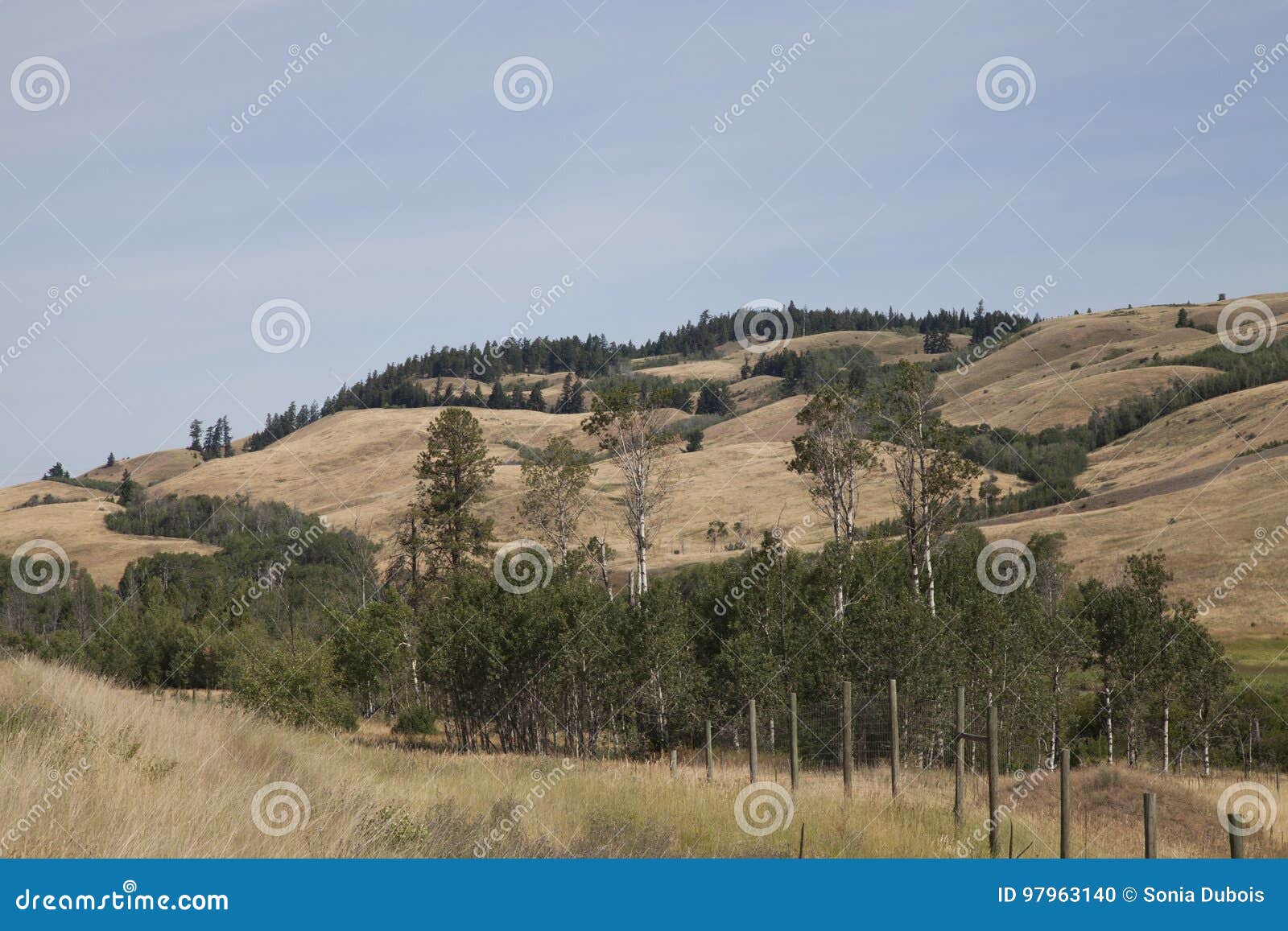 Hills of the Canadian Prairies Stock Photo - Image of nature, rural ...