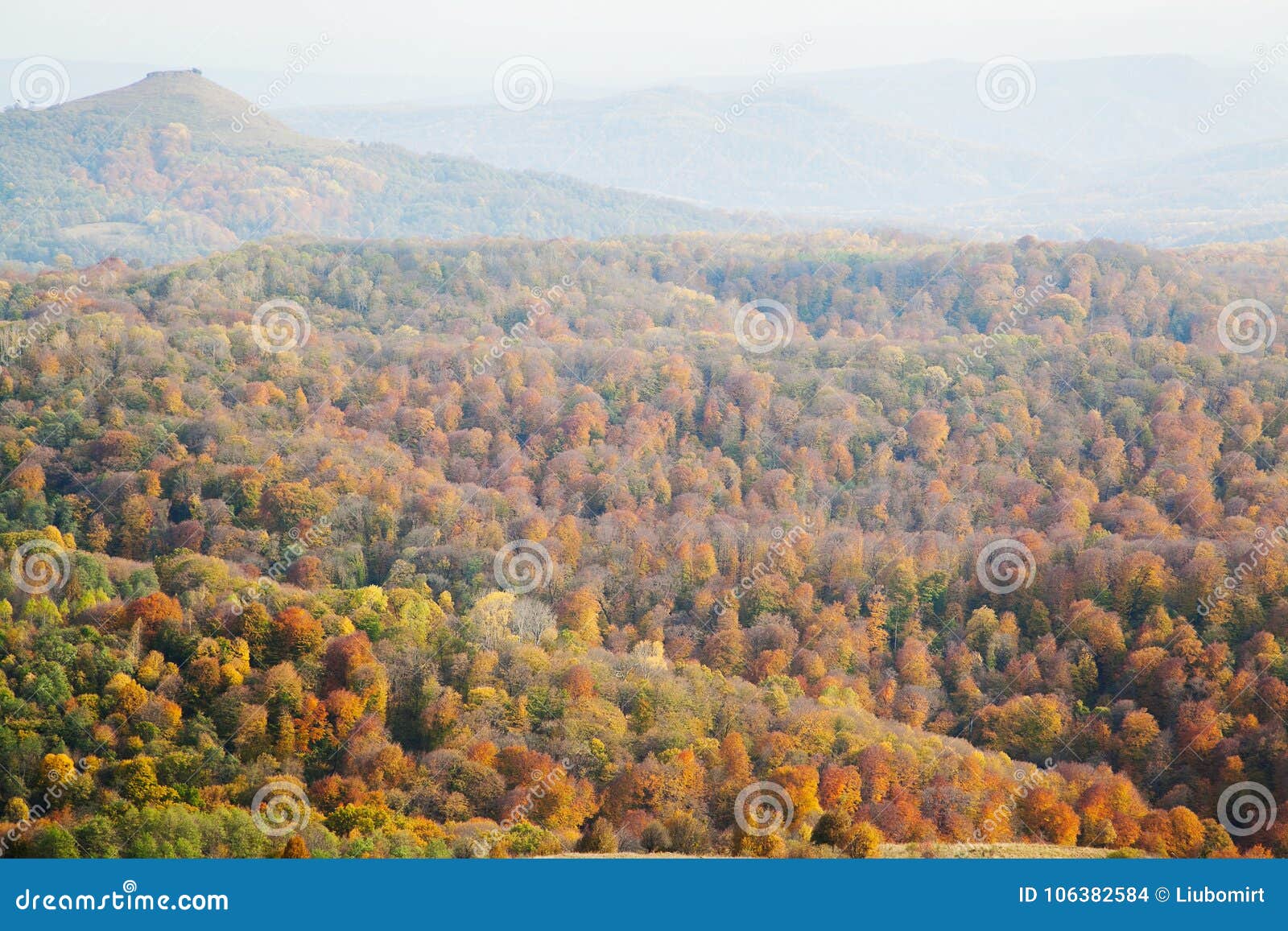 Hills Covered with Yellow Forest Stock Photo - Image of maple, foliage ...