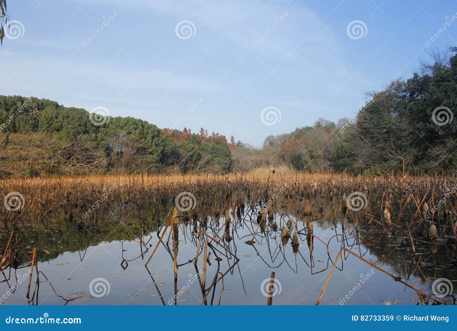 Hills and Forest Reflecting on the Pool with Blue Sky Stock Image ...