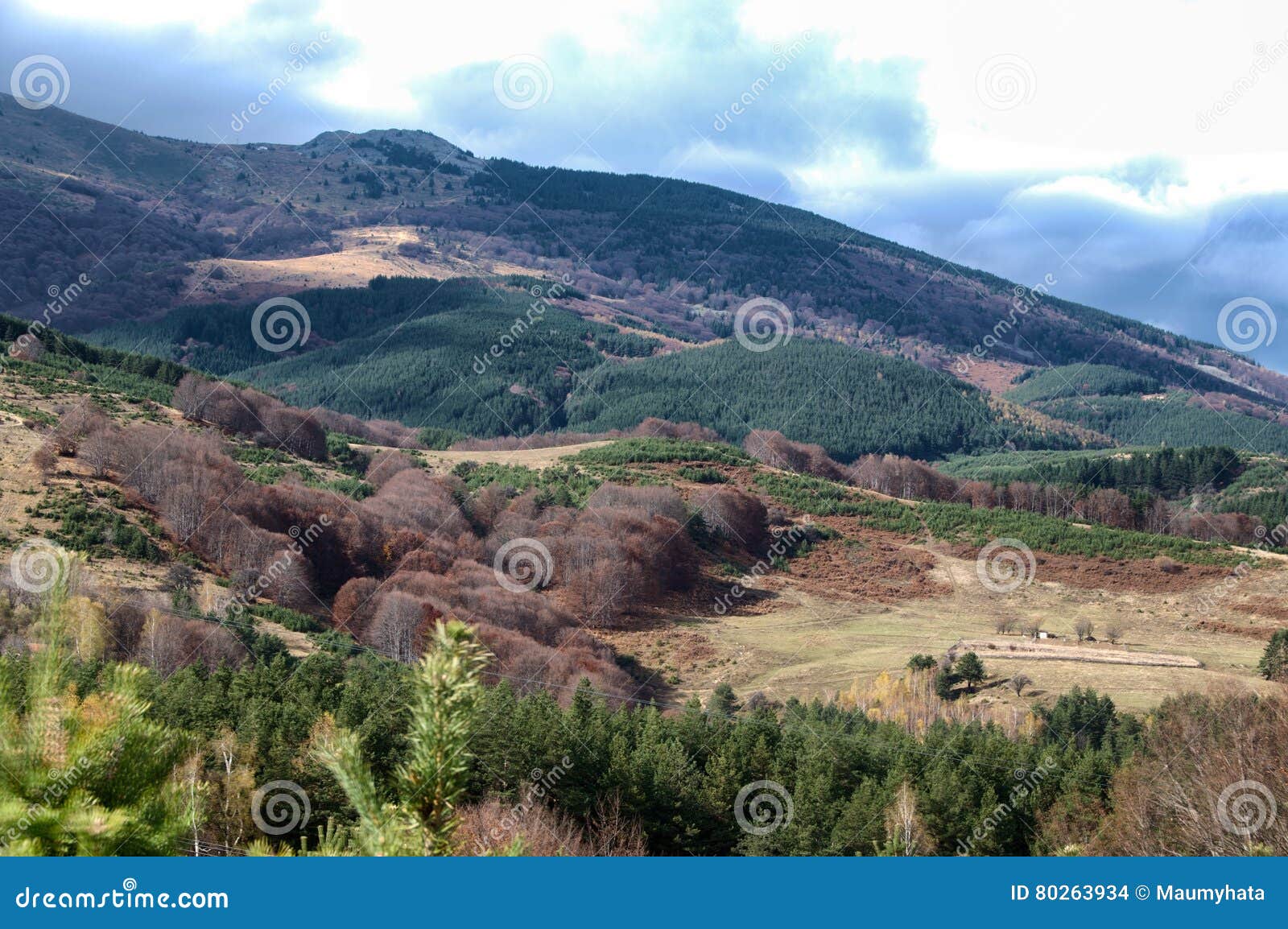 Hills with forests stock photo. Image of range, forest - 80263934