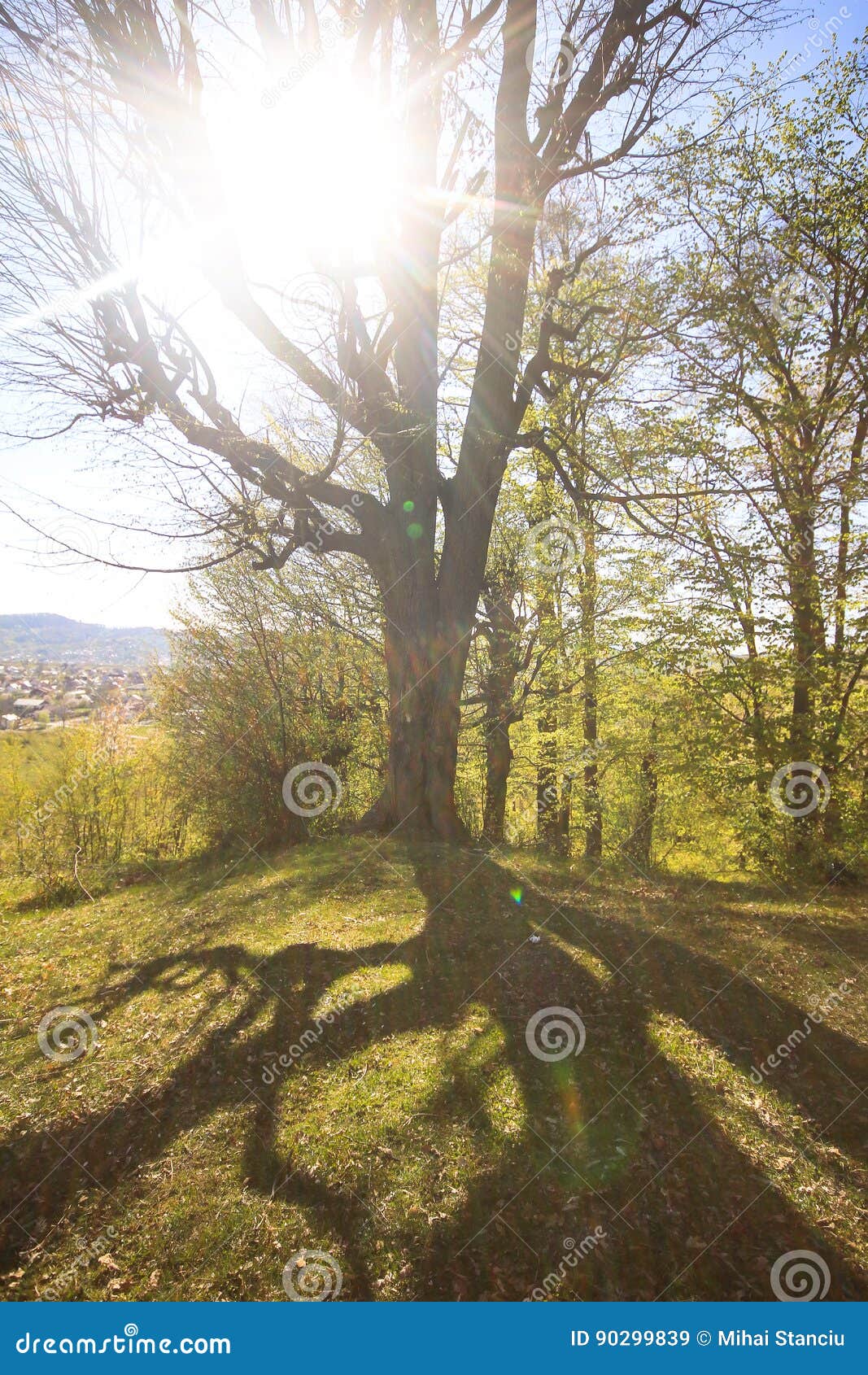 Hills in the spring stock image. Image of banner, fresh - 90299839