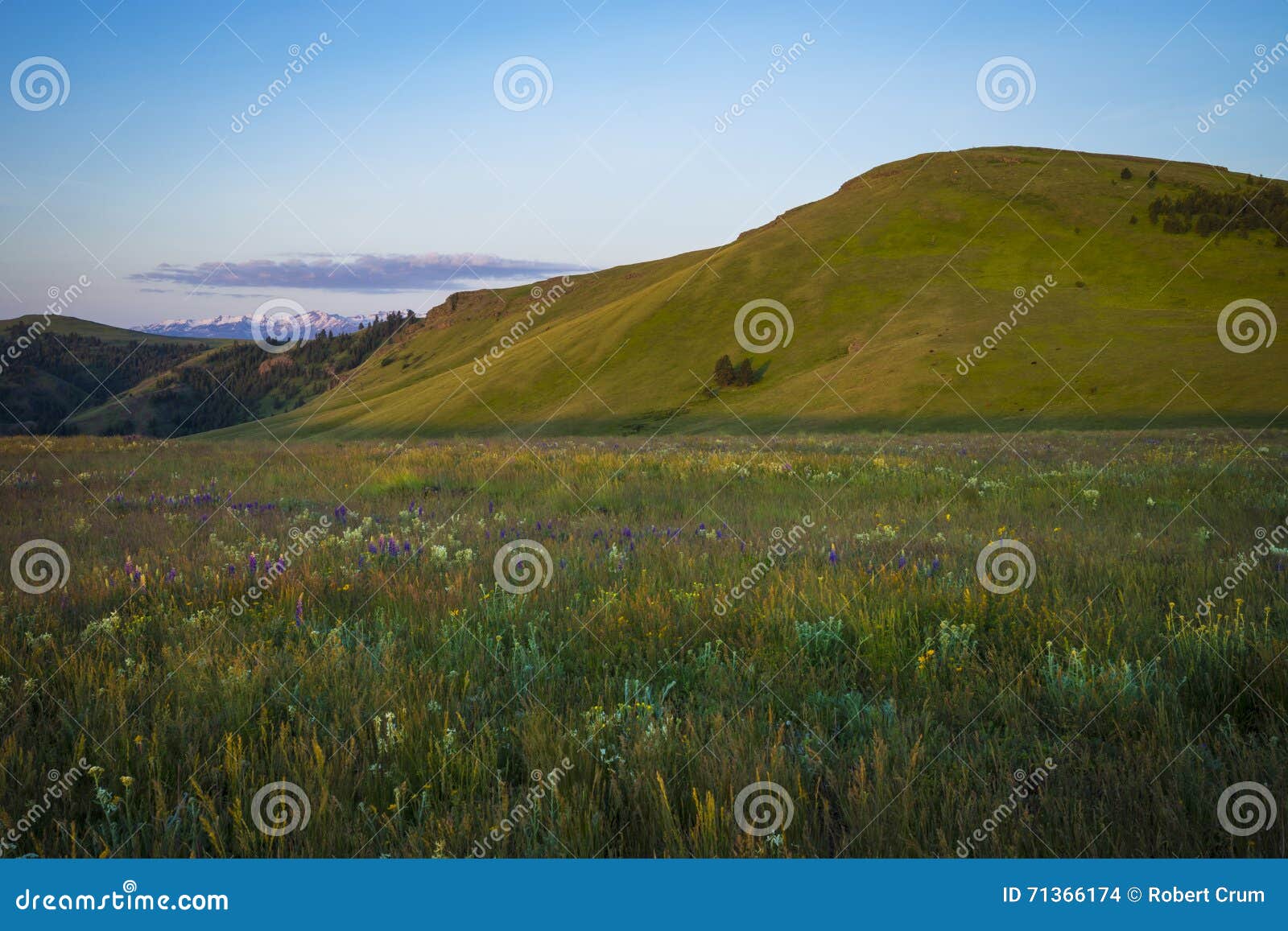 Hills and Wildflowers in Oregon Stock Photo - Image of western ...